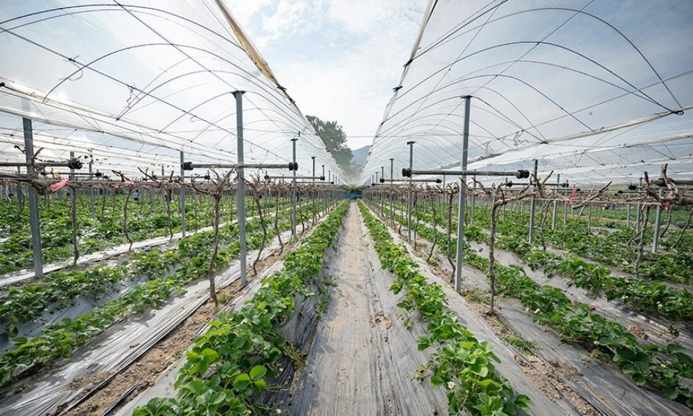 Precision Agriculture,the revolution of modern farming practices - path ...